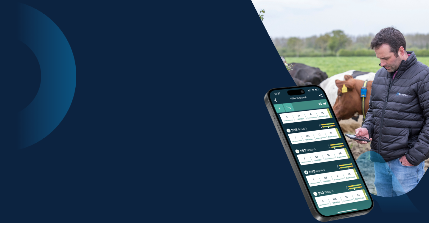 Brunst erkennen bei Rindern